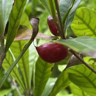 Online Tropical Fruit Tree Nursery - Garden Florida