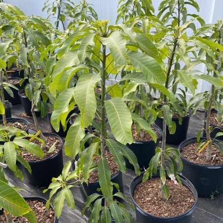 Online Tropical Fruit Tree Nursery - Garden Florida