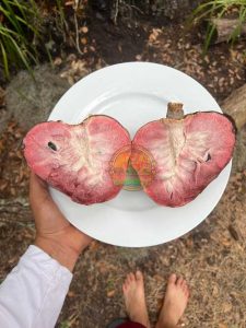 Fruit Tree Garden Florida Ultimate Guide | All You Need To Know ...