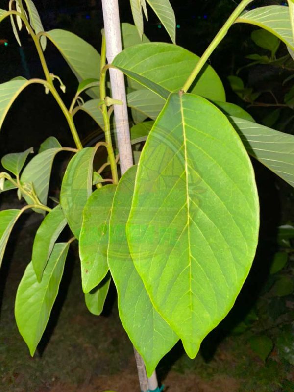 What is a Cherilata fruit? Here's what you need to know. - Garden Florida