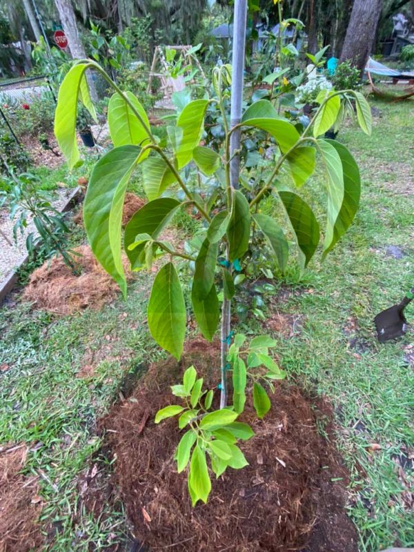 What is a Cherilata fruit? Here's what you need to know. - Garden Florida