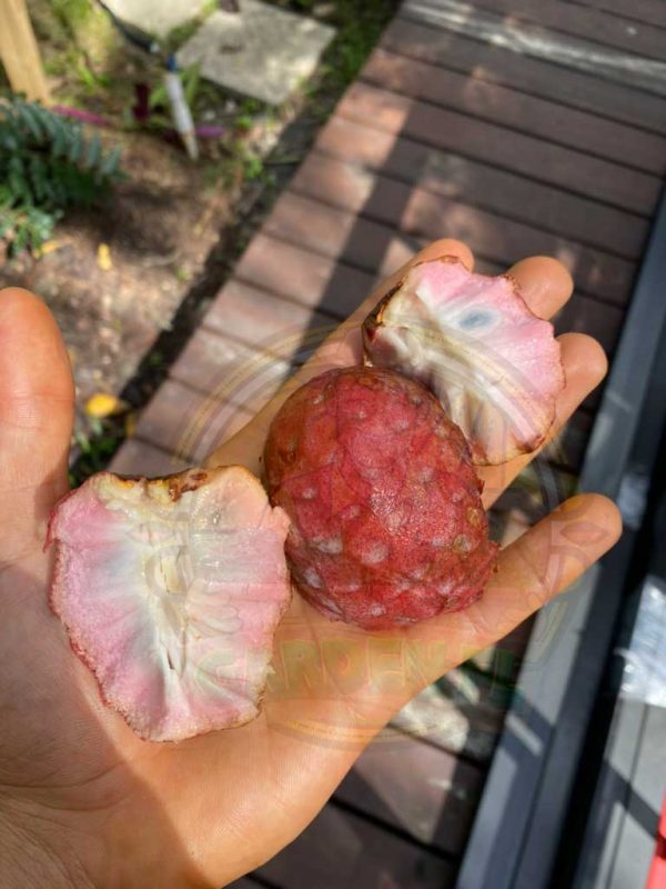 What is a Cherilata fruit? Here's what you need to know. - Garden Florida