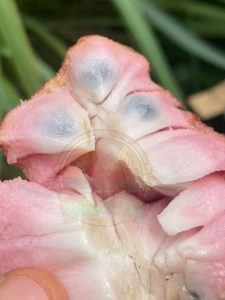 What is a Cherilata fruit? Here's what you need to know. - Garden Florida