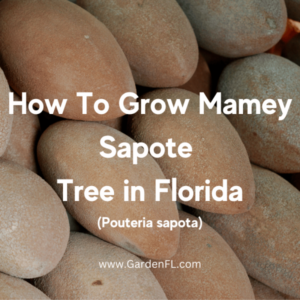 How To Grow Mamey Sapote Tree In Florida - Garden Florida