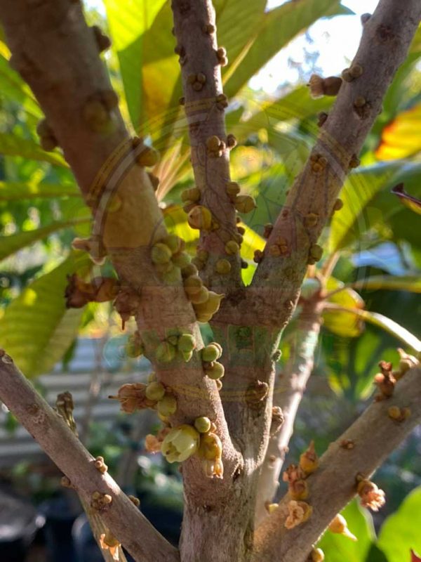 How To Grow Mamey Sapote Tree In Florida - Garden Florida