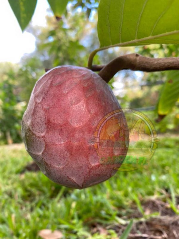 What is a Cherilata fruit? Here's what you need to know. - Garden Florida