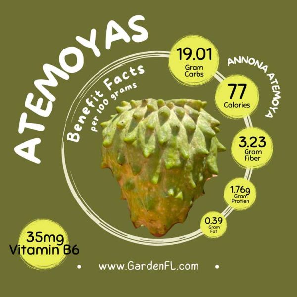 Atemoya vs. Sugar Apple - Garden Florida