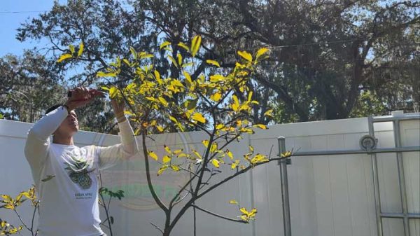 When and How To Prune Sugar Apple and Atemoya Trees - Garden Florida