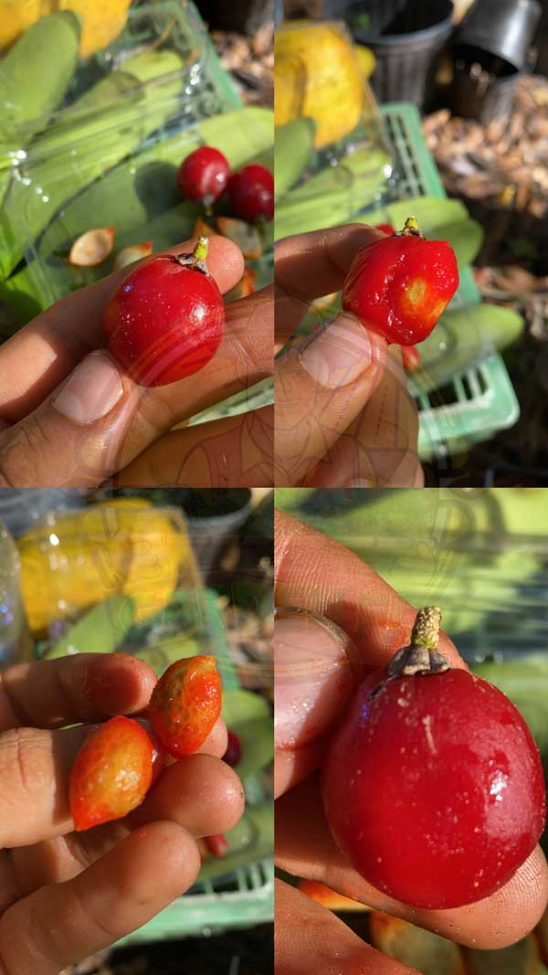 What Fruits Grow in Florida: A Guide to the Sunshine State's Bounty ...