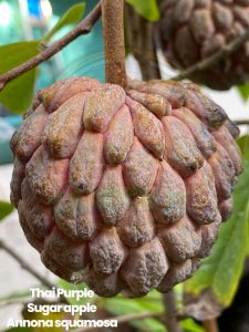 Sugar Apples: Exploring the Different Variety (Annona squamosa) - Garden Florida