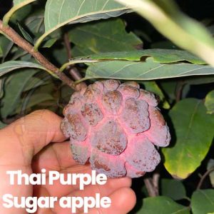 Sugar Apples: Exploring the Different Variety (Annona squamosa ...