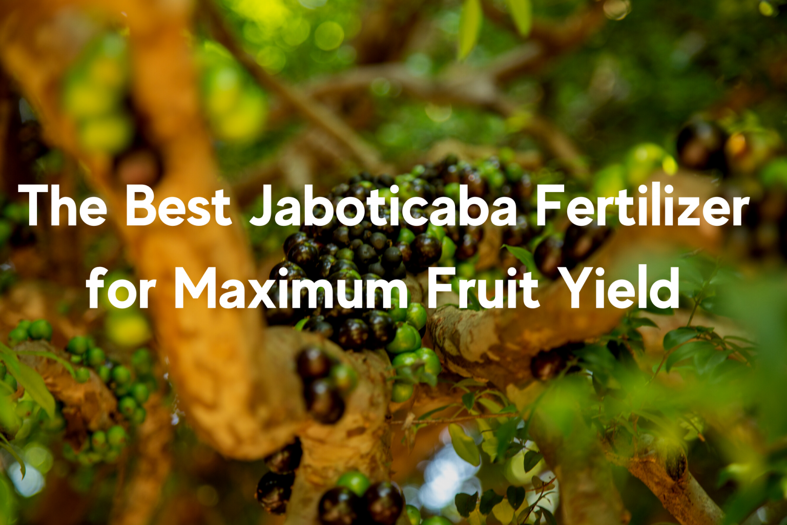 Garden Florida: Tropical Fruit Gardening