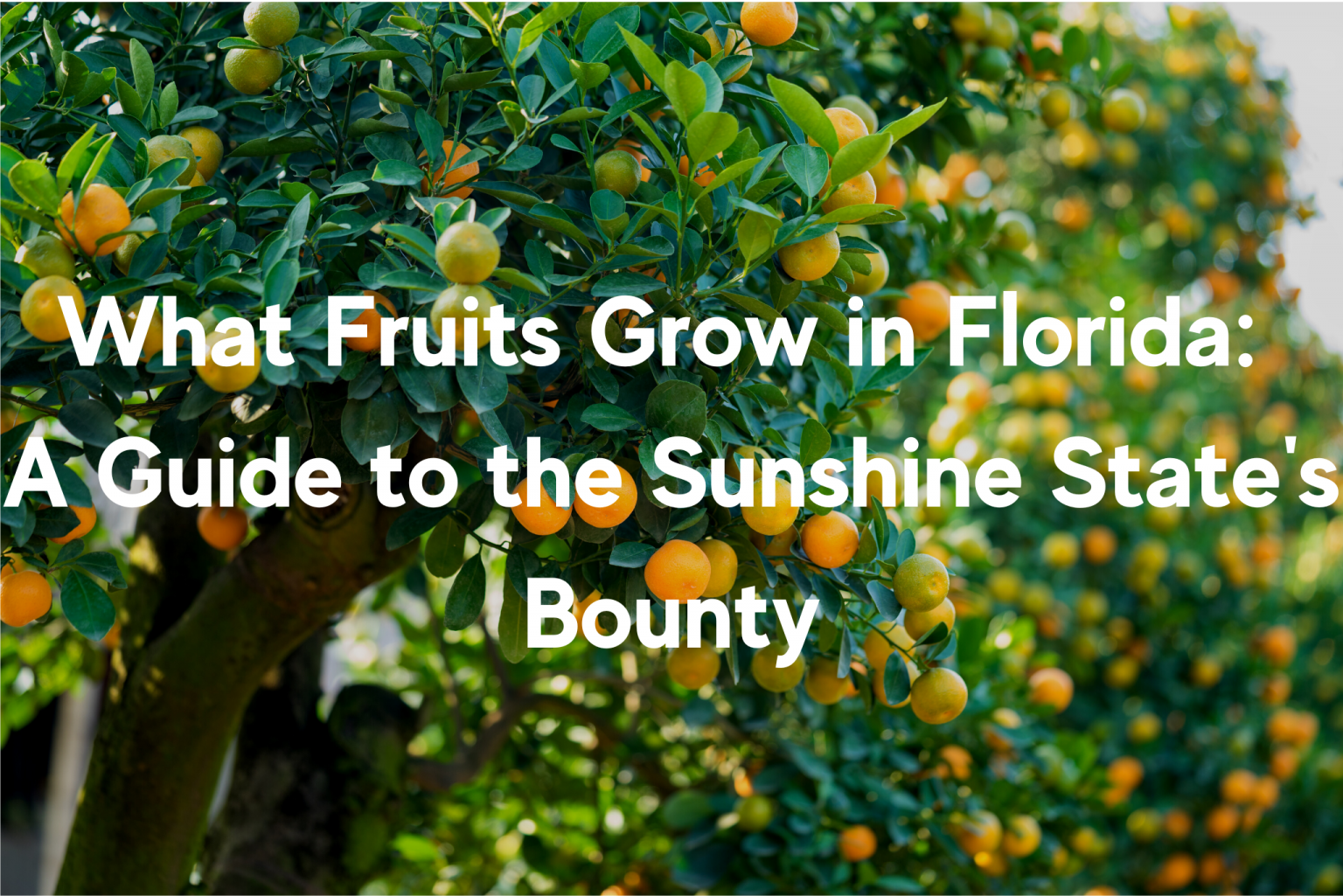 What Fruits Grow in Florida: A Guide to the Sunshine State's Bounty ...