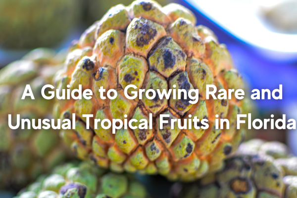 Basics Archives - Garden Florida