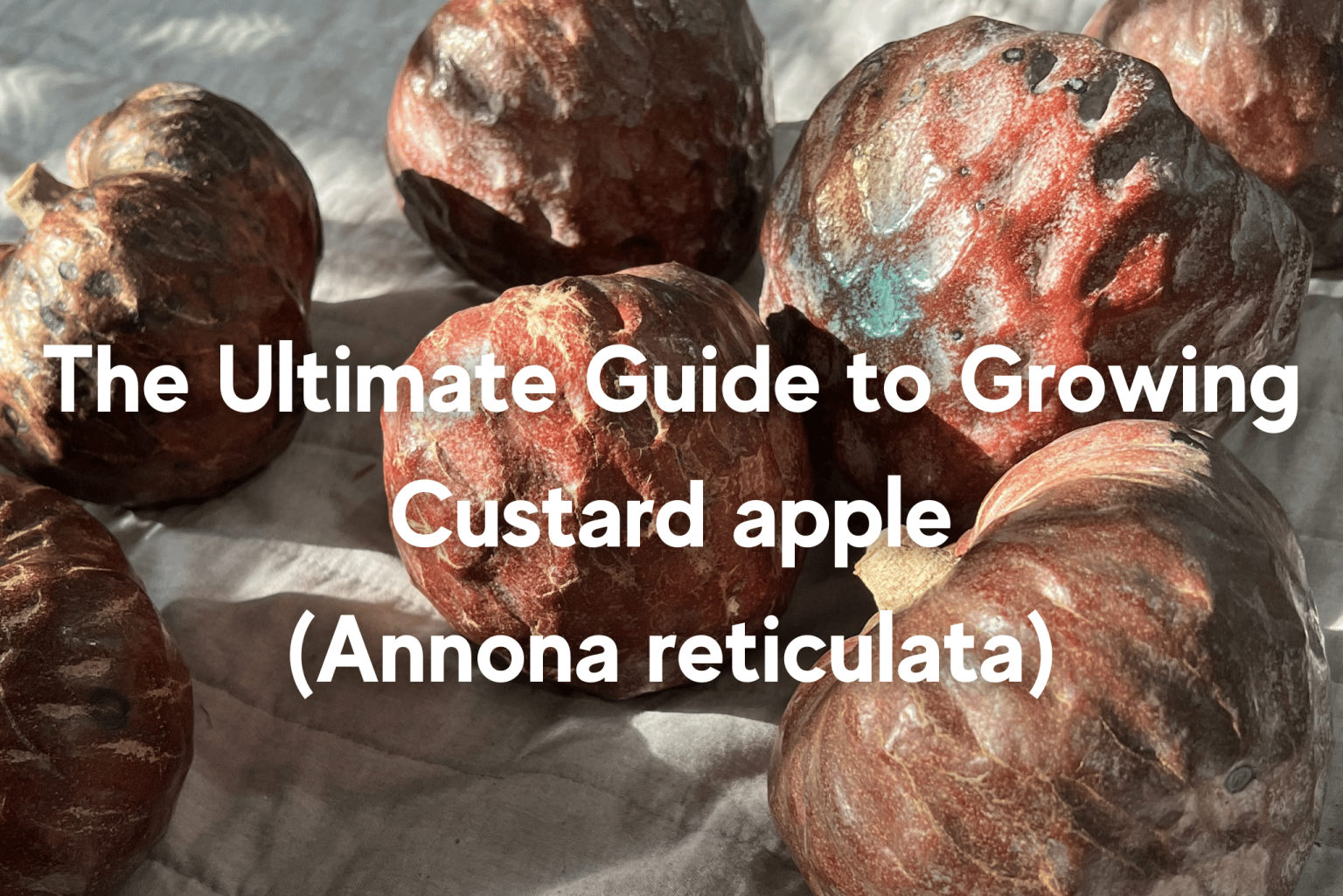Custard Apple (Annona Reticulata) Tree Care: A Guide for Growing ...