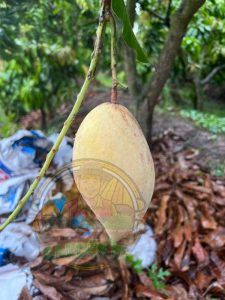 How to Grow and Care for Mango Trees in Florida - Garden Florida