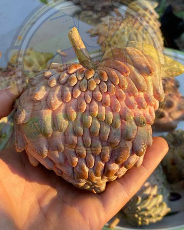 Atemoya (Annona atemoya) Tree Care: A Guide for Growing Delicious ...