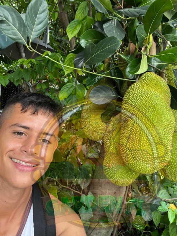 Jackfruit: How to Grow and Harvest This Giant Tropical Fruit in Florida ...