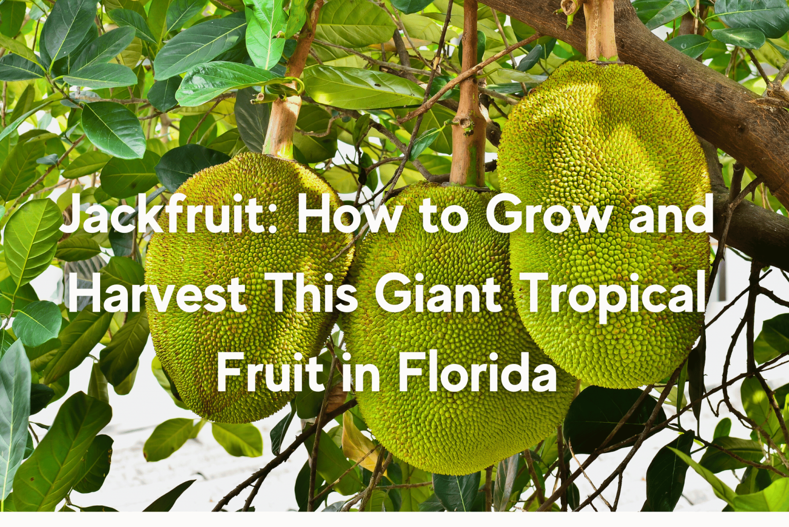 Garden Florida: Tropical Fruit Gardening
