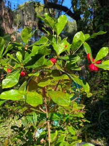 The Miracle Fruit: How to Grow and Use the Miracle Berry in Florida ...