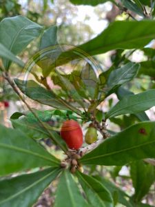 The Miracle Fruit: How to Grow and Use the Miracle Berry in Florida ...