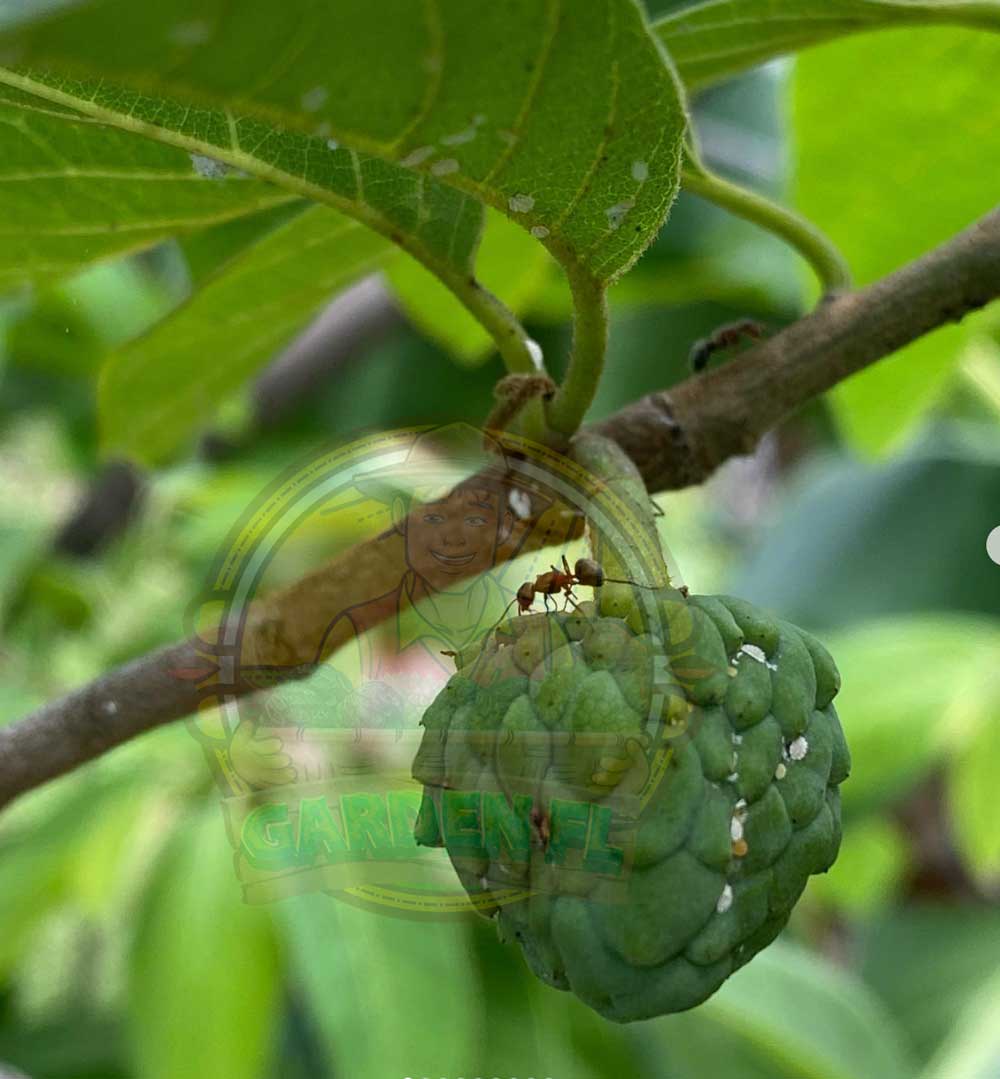 The Dream Atemoya: All About the Dream Annona Fruit - Garden Florida