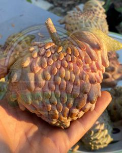 The Lisa Atemoya: All you need to know about this fantastic atemoya ...