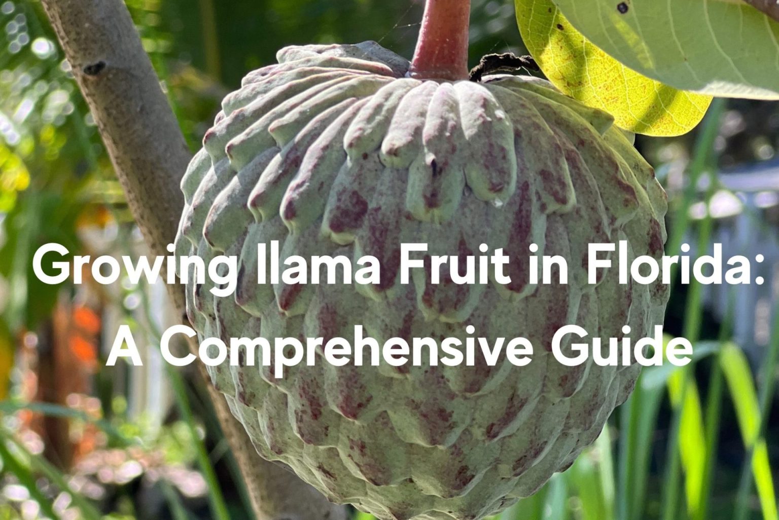 Tropical fruit gardening - Garden Florida
