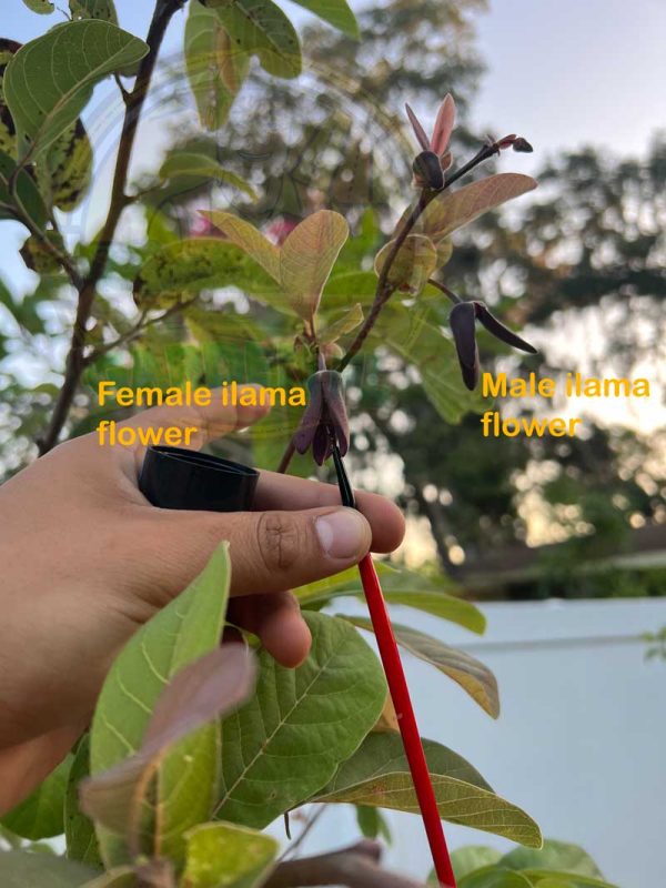 Tropical fruit gardening - Garden Florida