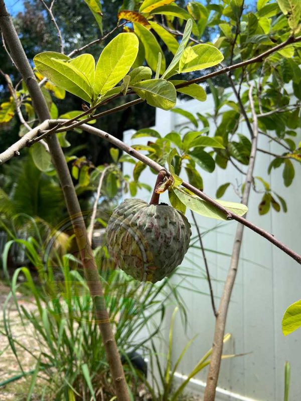 Planting Ilama in Florida: Your Comprehensive How-To Guide