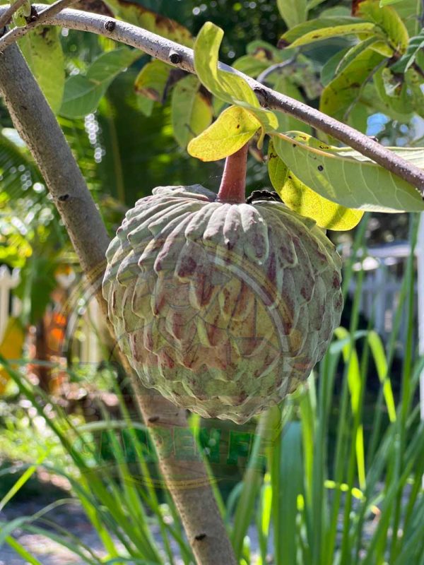 Planting Ilama in Florida: Your Comprehensive How-To Guide