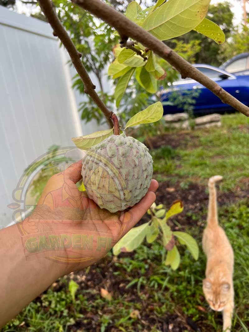 Planting Ilama in Florida: Your Comprehensive How-To Guide