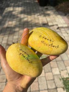 Top 26 Mango Varieties Perfect for Florida 2023